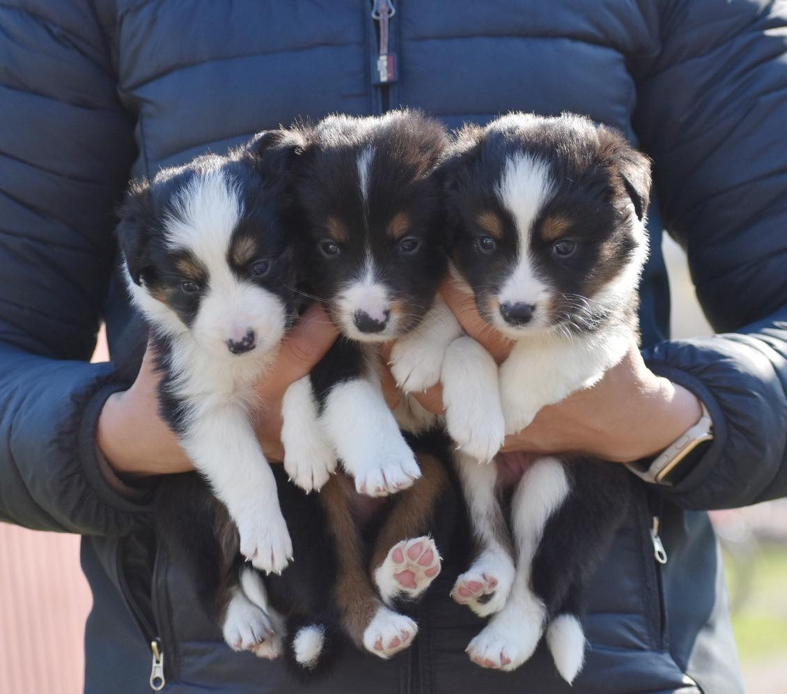 Till Salu | Furudals Ponnycenter