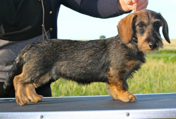 Oliwhistars From Russhia with Love "Unn" | Parashies