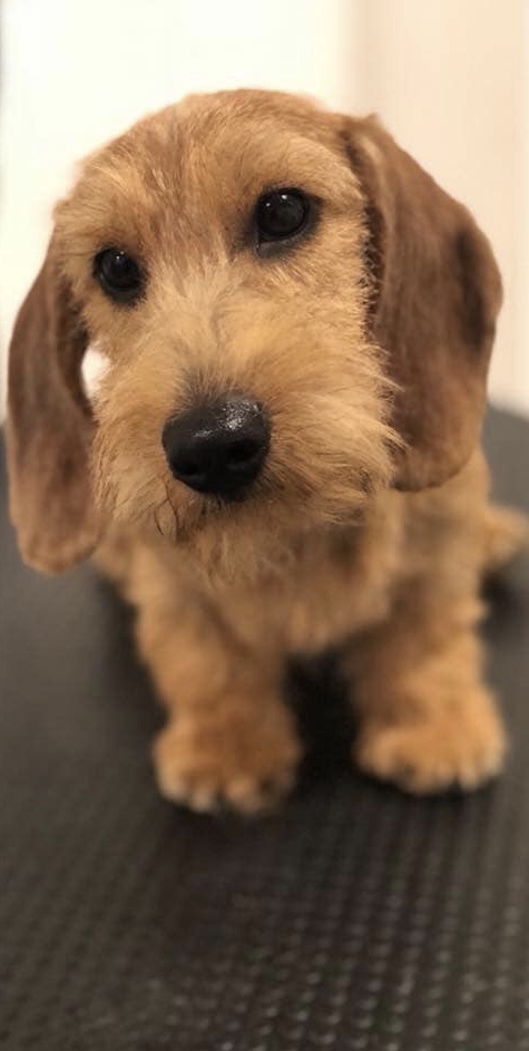 Strävhårig kanintax | Parashies