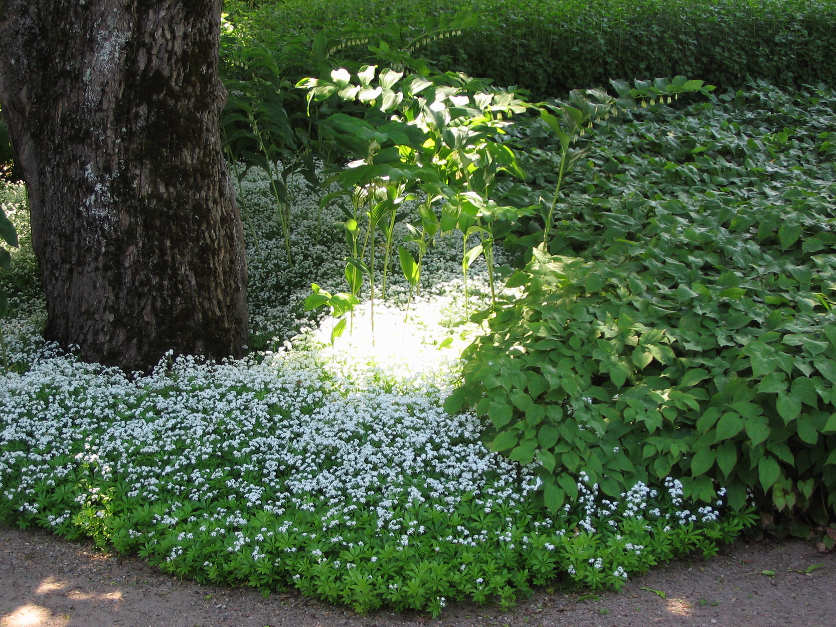 9 marktäckande växter som håller ogräset borta | shape IT green