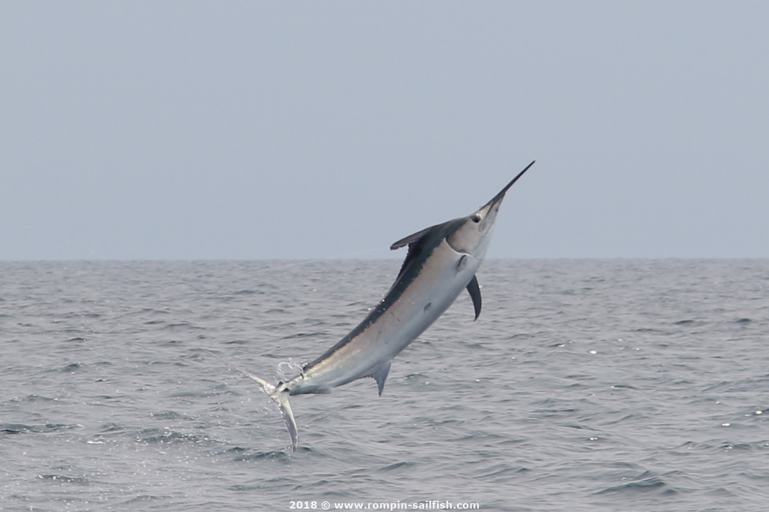 Tioman Island fishing trips