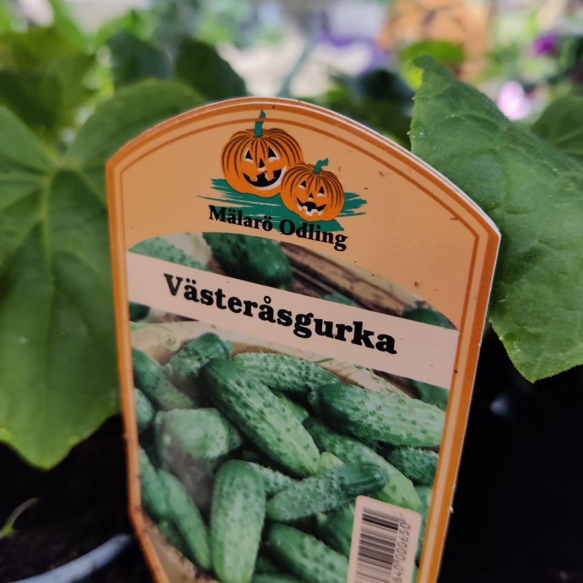 gurka | Blomsterhuset