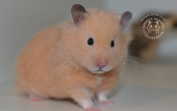 Färger – guldhamster-facts