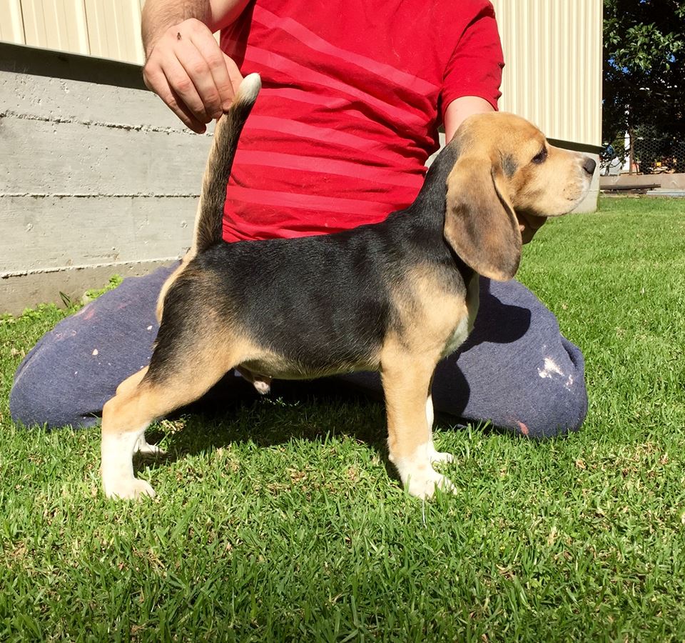 Beagelee Donald Duck | Aviatrix beagle- oppdrett av jakt og show beagler